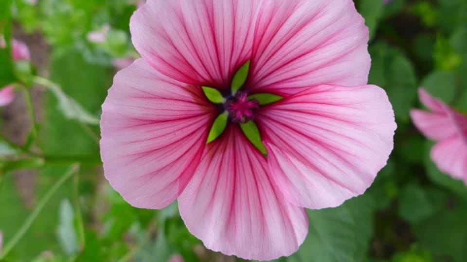 Malven: Ein Fest für den Garten - Audio & Podcasts - SRF