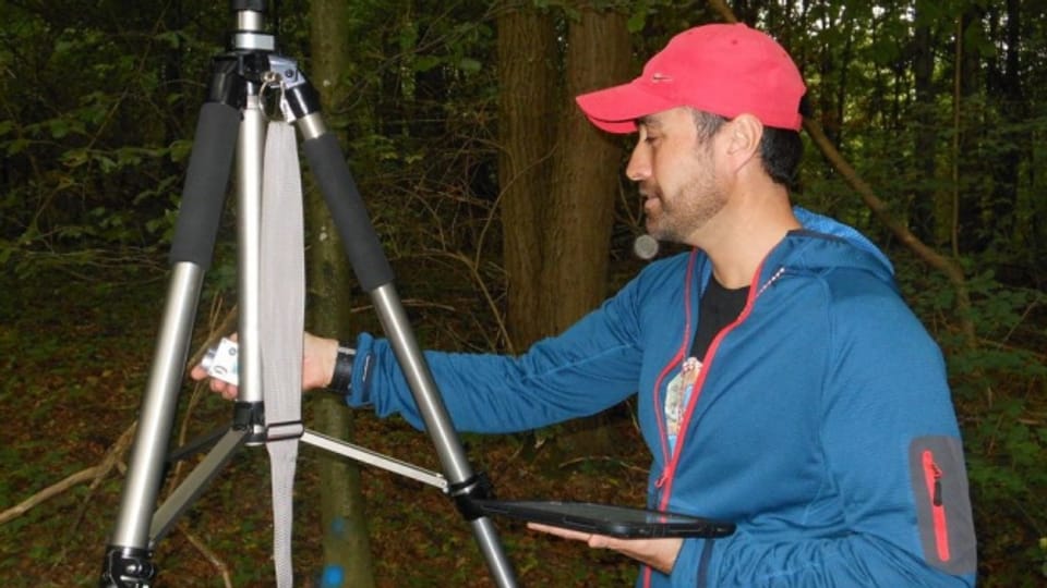 Basler Wald wird neu vermessen - Audio & Podcasts - SRF