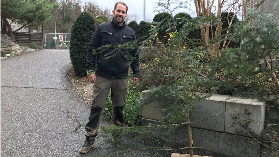 Interview mit Christbaum-Verkäufer Jan Pistorius - Audio & Podcasts - SRF