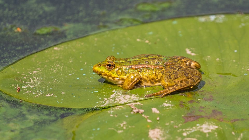 «Dr Frosch» von Daniela D'Arcangelo - Audio & Podcasts - SRF