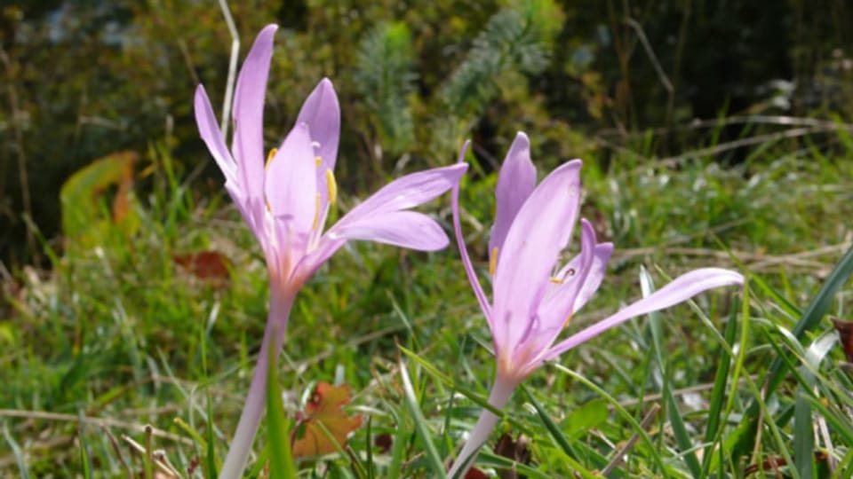 «Colchiques» - Audio & Podcasts - SRF