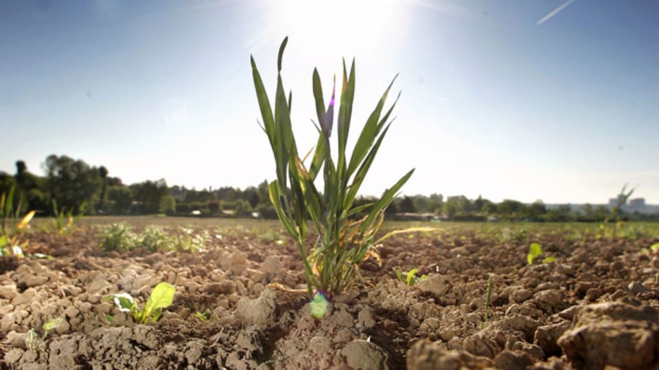 Die Trockenheit macht den Bauern zu schaffen - Audio & Podcasts - SRF
