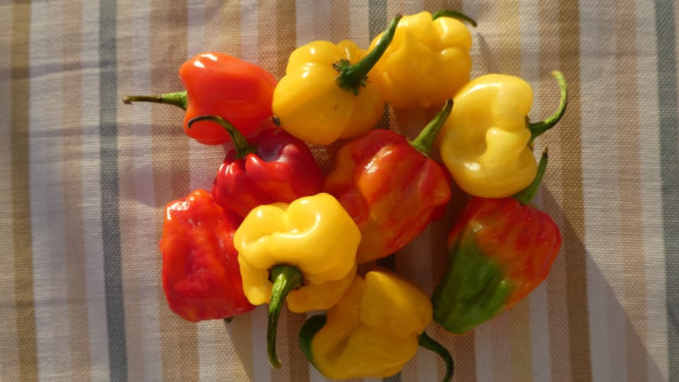 Neue Chilisorten für den Topf - Audio & Podcasts - SRF
