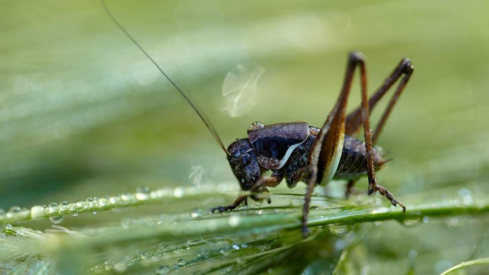 Die Grille – eine begabte Musikerin - Audio & Podcasts - SRF