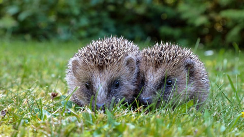 Sie wollen Igel im Garten? «Lassen Sie es wuchern!» - Audio & Podcasts ...
