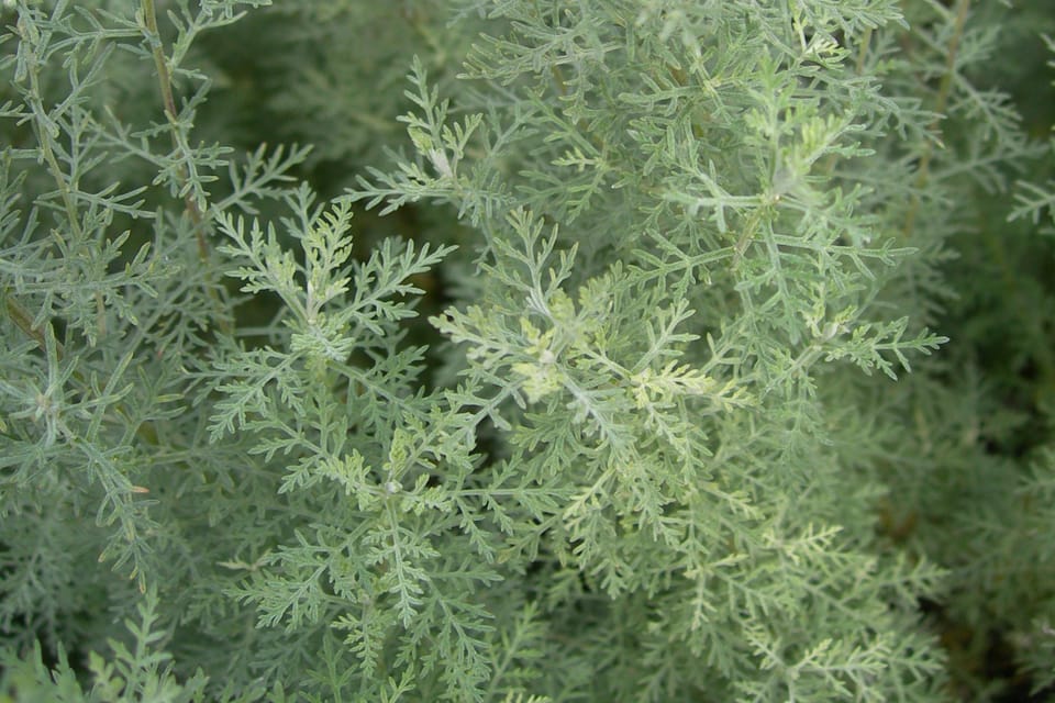 Wermut – silbernes Laub und bitterer Geschmack - Audio & Podcasts - SRF