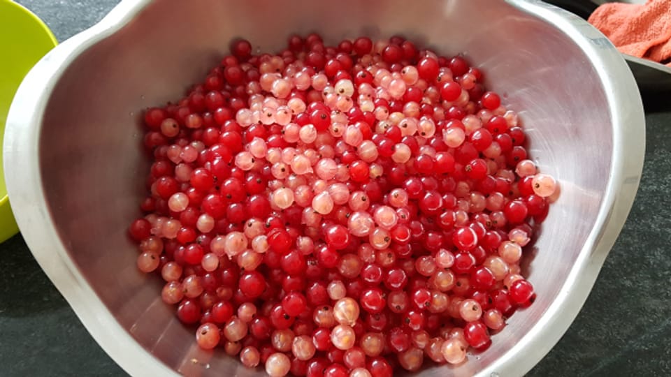 Johannisbeeren- nach der Ernte der Schnitt! - Audio & Podcasts - SRF