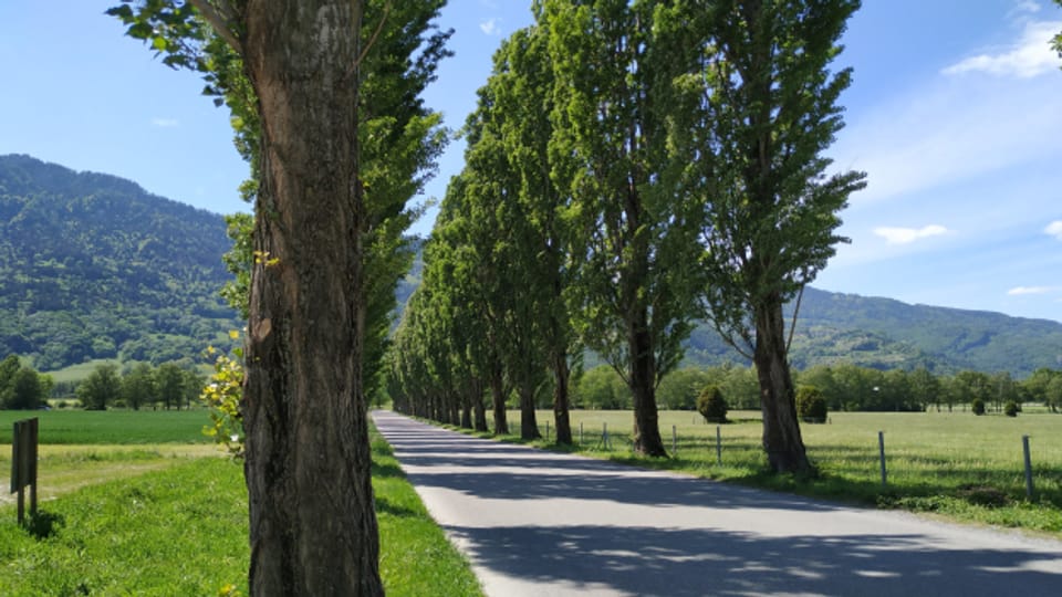 SRF 1 Outdoor-Reporter: Alleen und Baumriesen - Audio & Podcasts - SRF