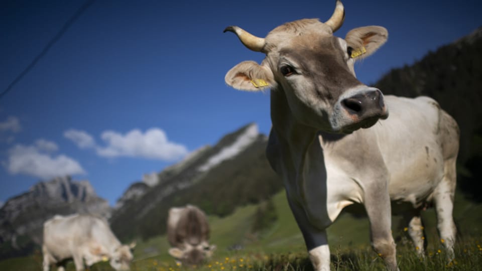 «Stübi Müüs und Rosa» von Peter Weingartner - Audio & Podcasts - SRF