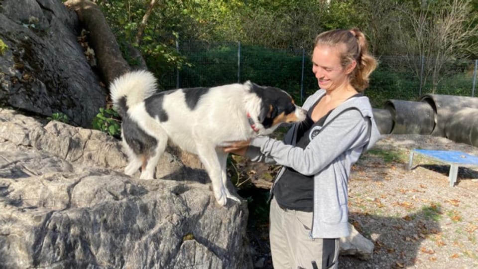 «Gesucht und gefunden»: Ein neues Plätzli für Bless, Dino und Co. - Audio & Podcasts - SRF