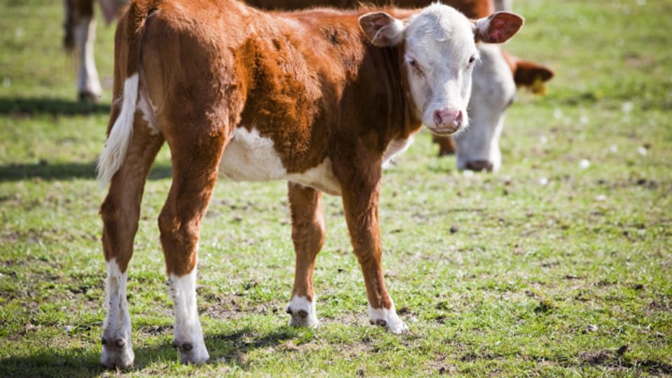 Für mehr Käse aus Mutter-Kalb-Haltung: Käserei kommt voran - Audio ...