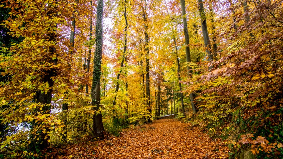 Woher kommen die Herbstfarben - und was nützen sie den Bäumen? - Audio & Podcasts - SRF