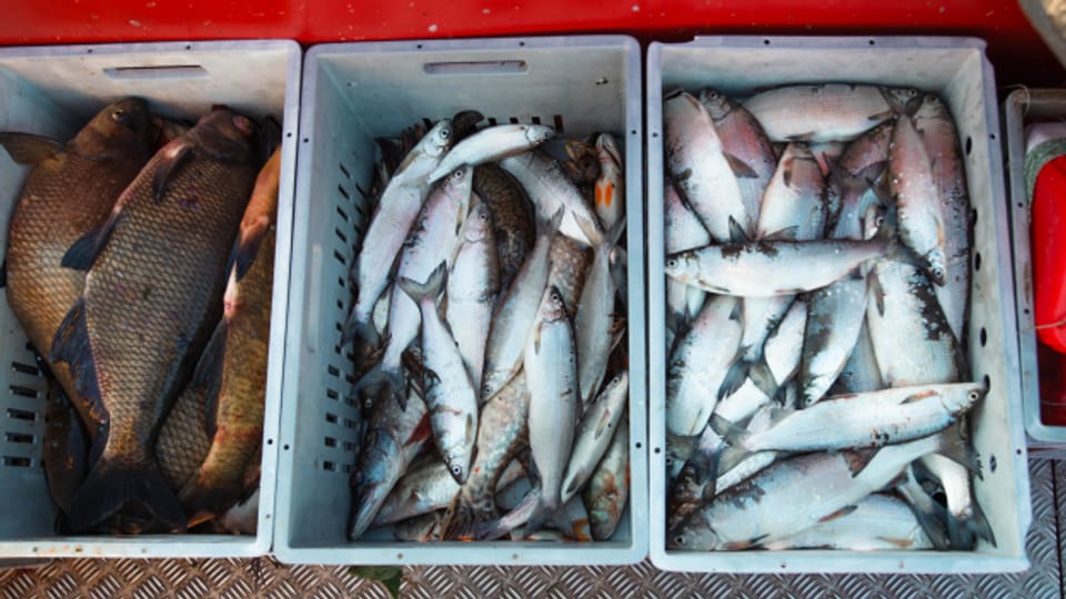 Probieren Sie mal Brachsmen! - Audio & Podcasts - SRF