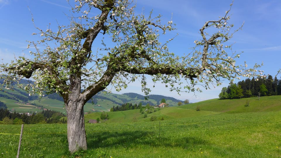 Apfelsorte mit besonderem Aroma: Ananas Reinette - Audio & Podcasts - SRF