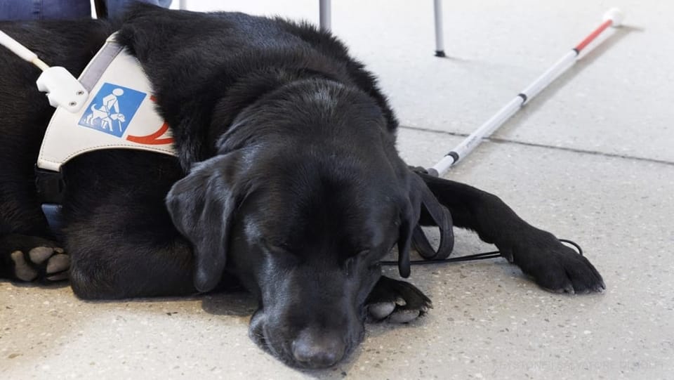 Tierische Hilfe im Alltag: Der Blindenhund - Audio & Podcasts - SRF