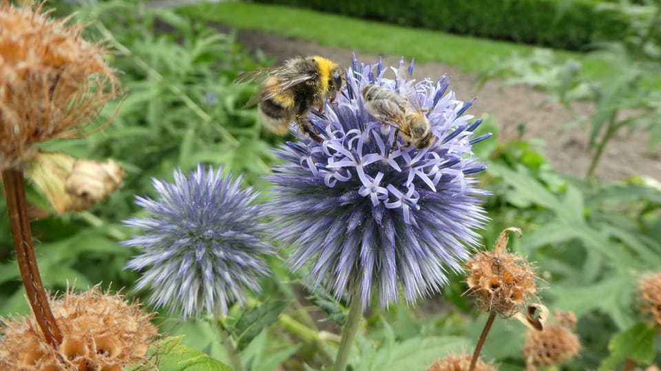 Eine Augenweide! Die edlen Disteln leuchten blau - Audio & Podcasts - SRF