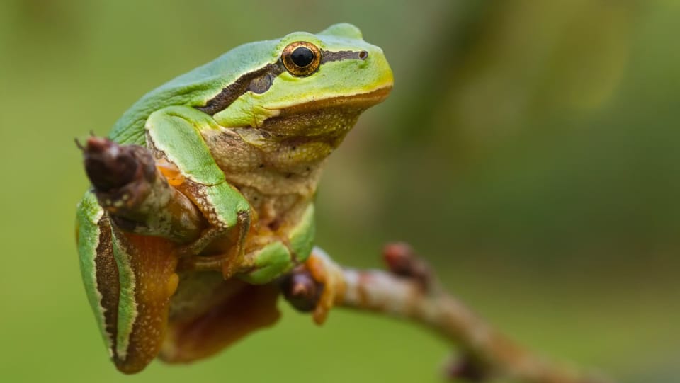 «Der Frosch mit dem roten Collier», erzählt von Christa Fässler - Audio ...