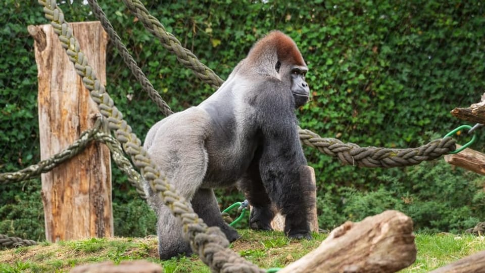 Xxx guy to guy i became curious about meeting a super-sized