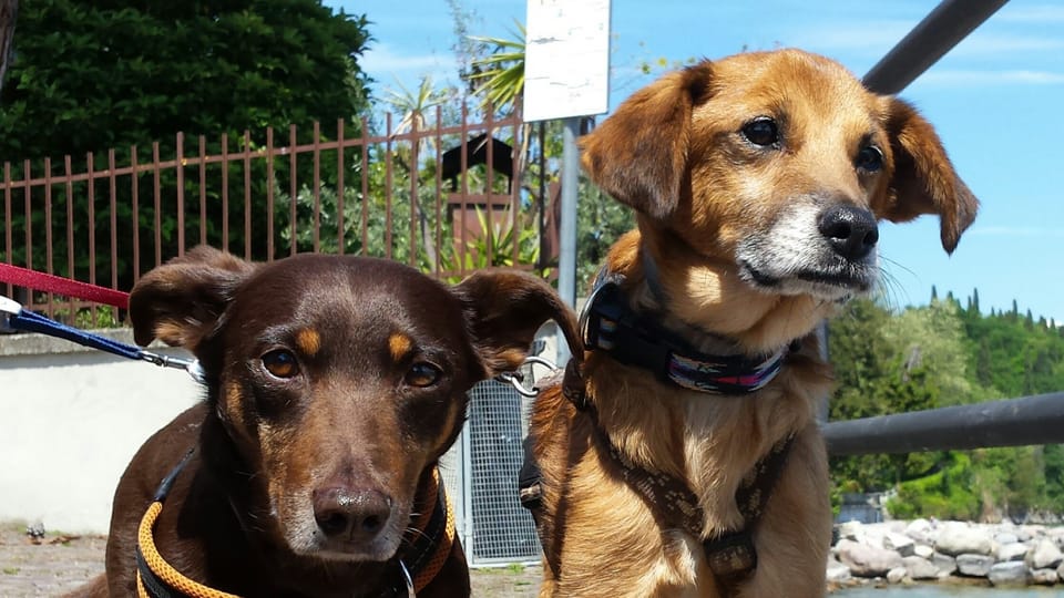 Freude, Trauer, Angst: Tiere fühlen wie Menschen - Audio & Podcasts - SRF