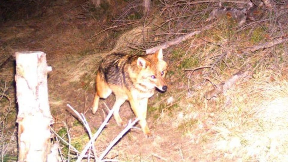 Bokep tiktok virall the fact that she is a red-head