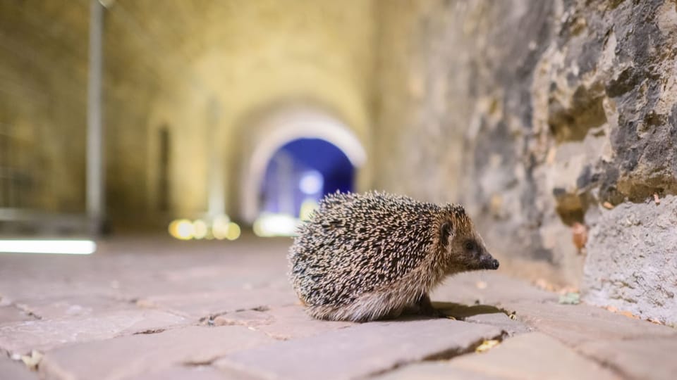 Igel-Population in Städten hat sich etwas stabilisiert - Audio ...
