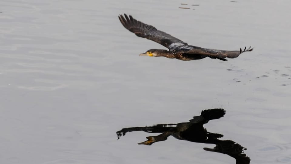 Thurgauer Regierung muss beim Kormoran über die Bücher - Audio ...
