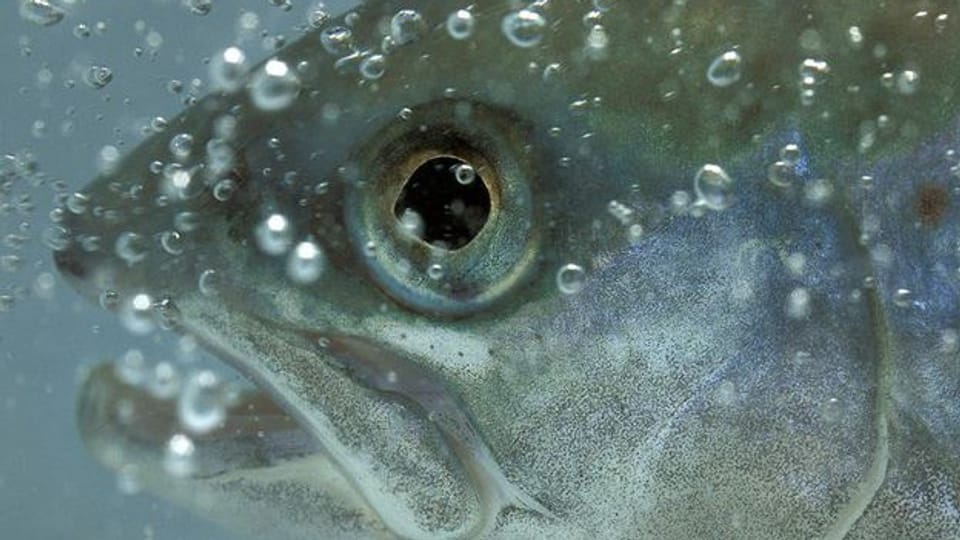 Millionen für den Fischschutz - Audio & Podcasts - SRF