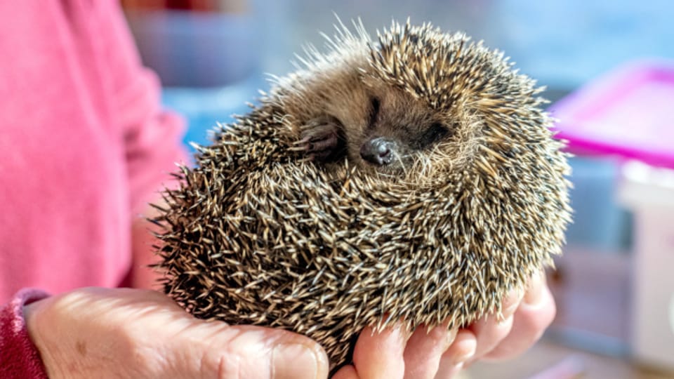 Igel leiden unter Insektensterben - Audio & Podcasts - SRF