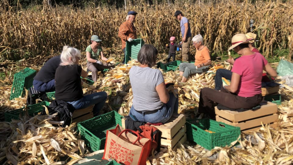 Reportascha da la racolta dal tirc «Domleschger» - Audioteca - RTR