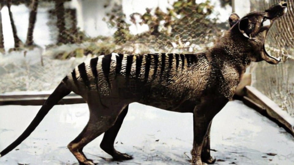 Heute vor 87 Jahren: Der Tasmanische Tiger stirbt aus - Audio ...